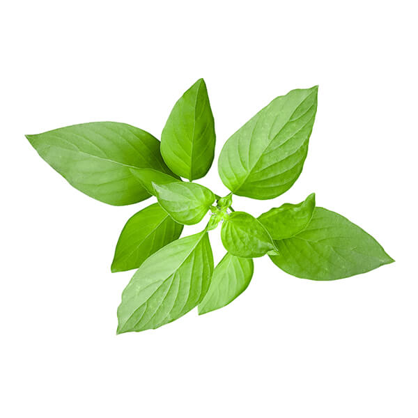 Basil Lemon Essential Oil – Aroma Thyme Aromatherapy